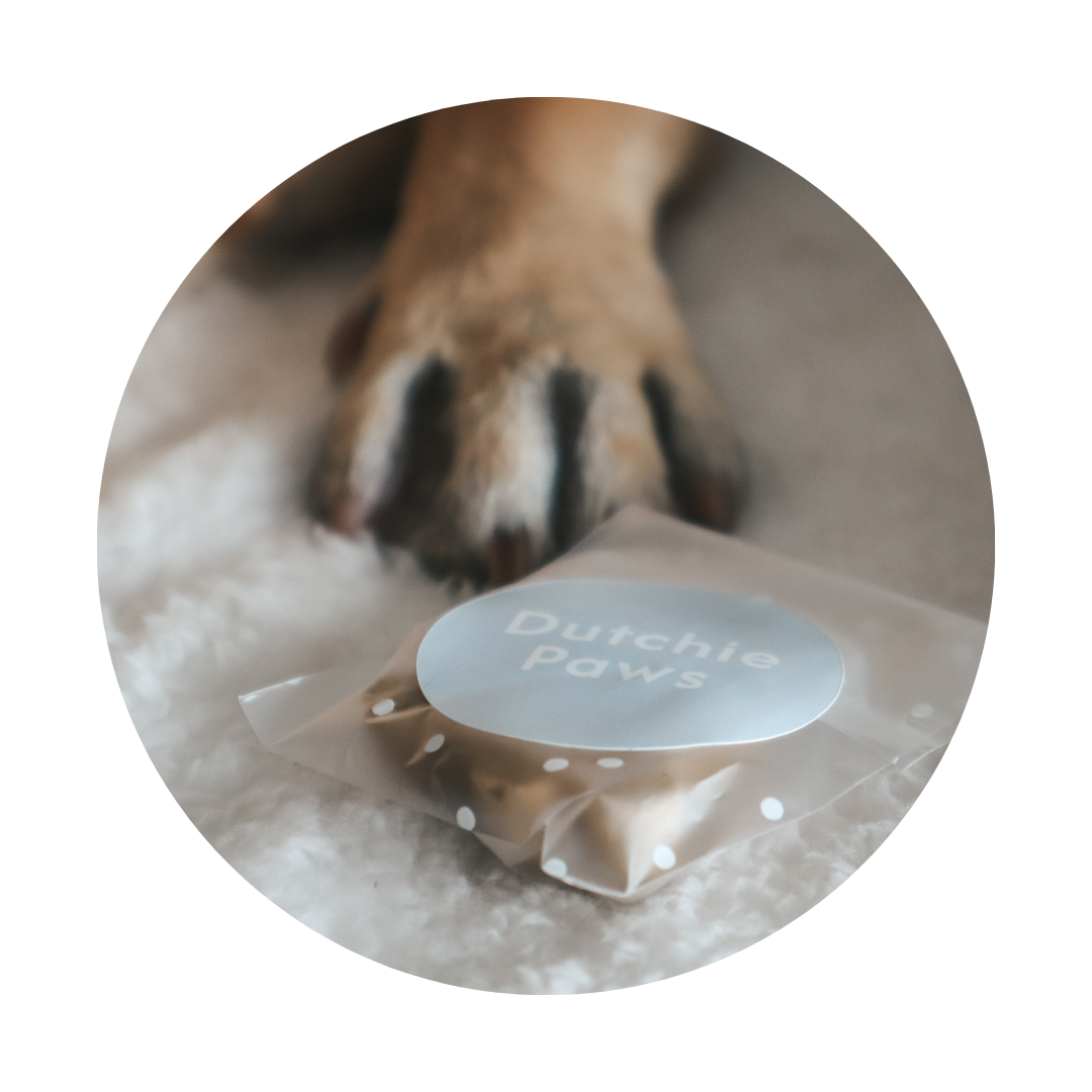 Dutchie Paws | Waterproof & Personalizable Pet Collars and Leashes